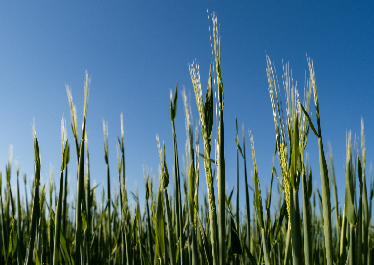 What kind of foliar nutrients do you usually use? - Crop Production ...