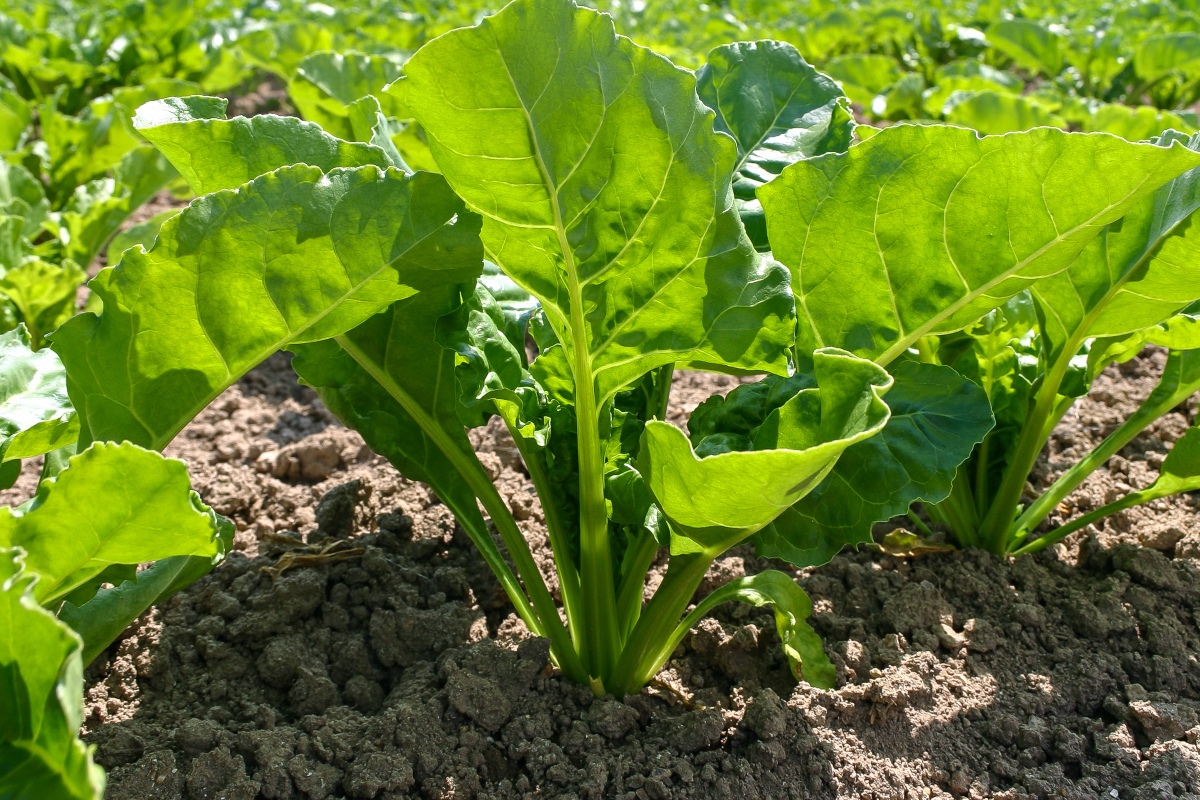 Changes to UK sugar beet seed model - Crop Production Magazine