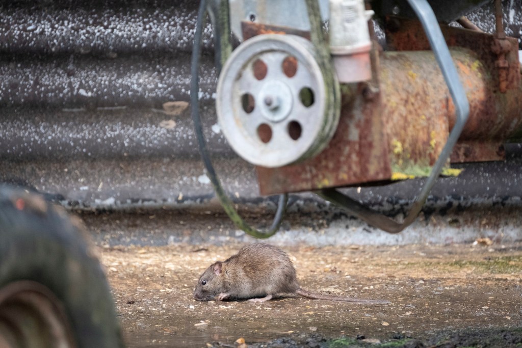 BASF launches rural rodent control training programme and CPD portal ...