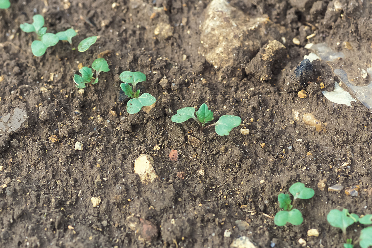 OSR establishment: Stacking the odds - Crop Production Magazine