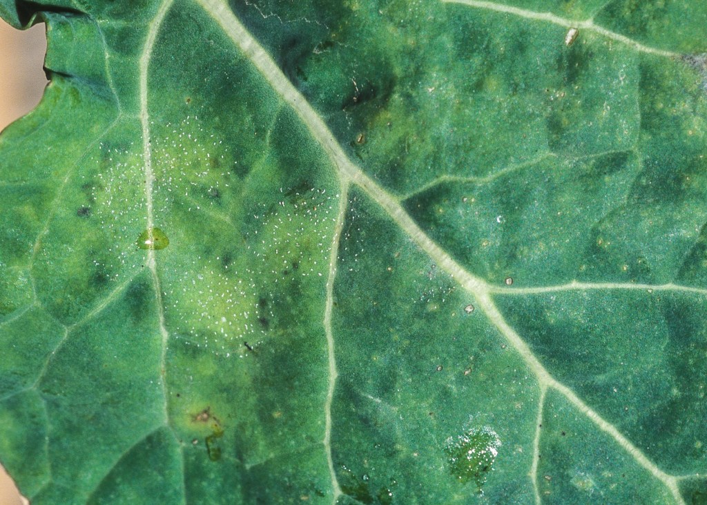 Rapid test for light leaf spot in OSR available from September - Crop ...