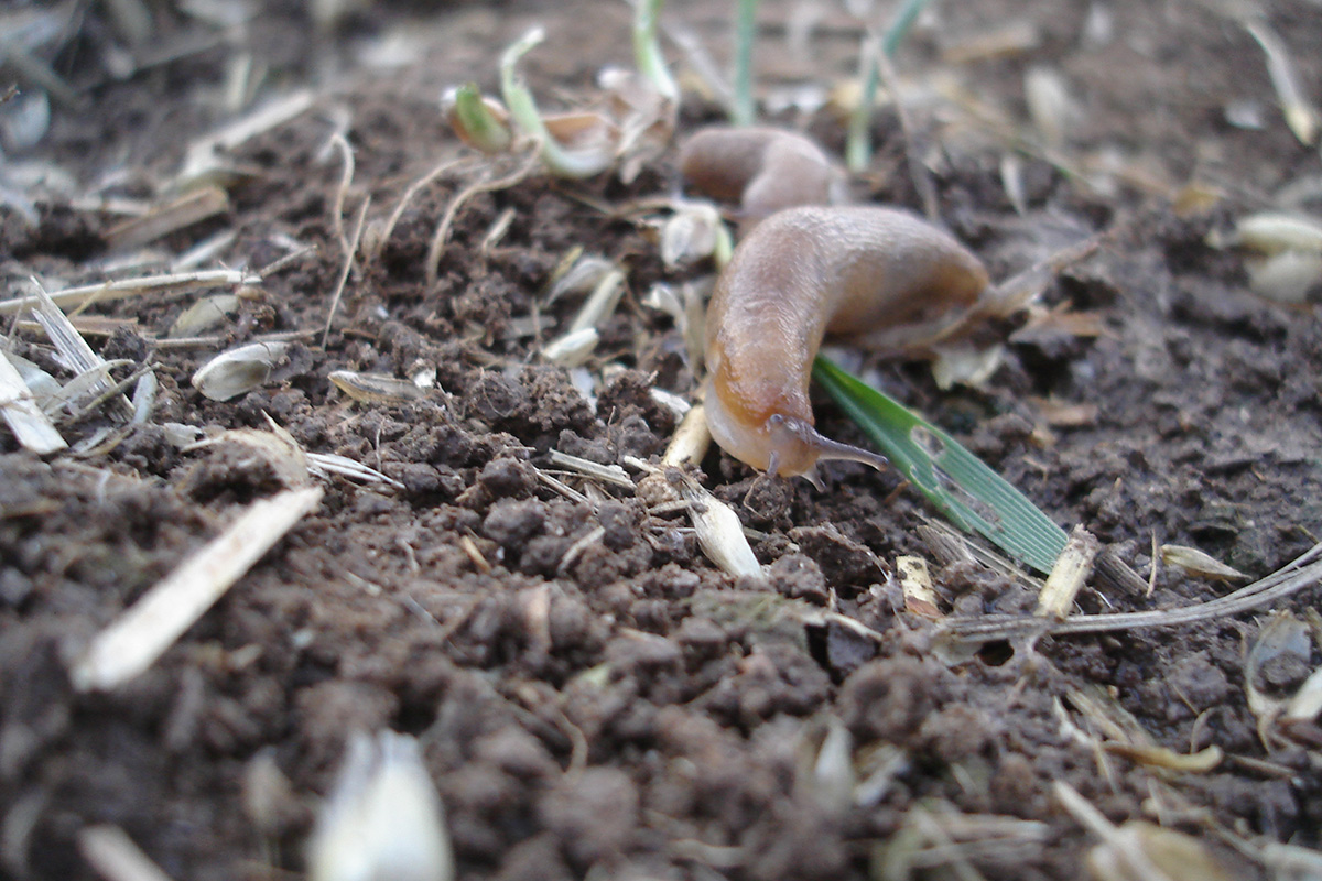 Slug behaviour: Making less of a meal of it - Crop Production Magazine