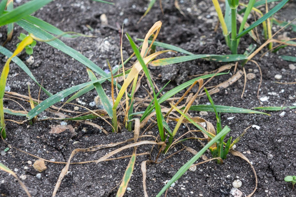 New tools for post-insecticide era - Crop Production Magazine