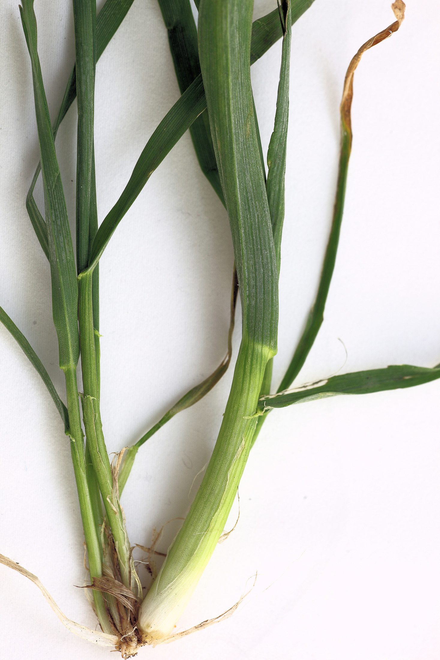 New tools for post-insecticide era - Crop Production Magazine