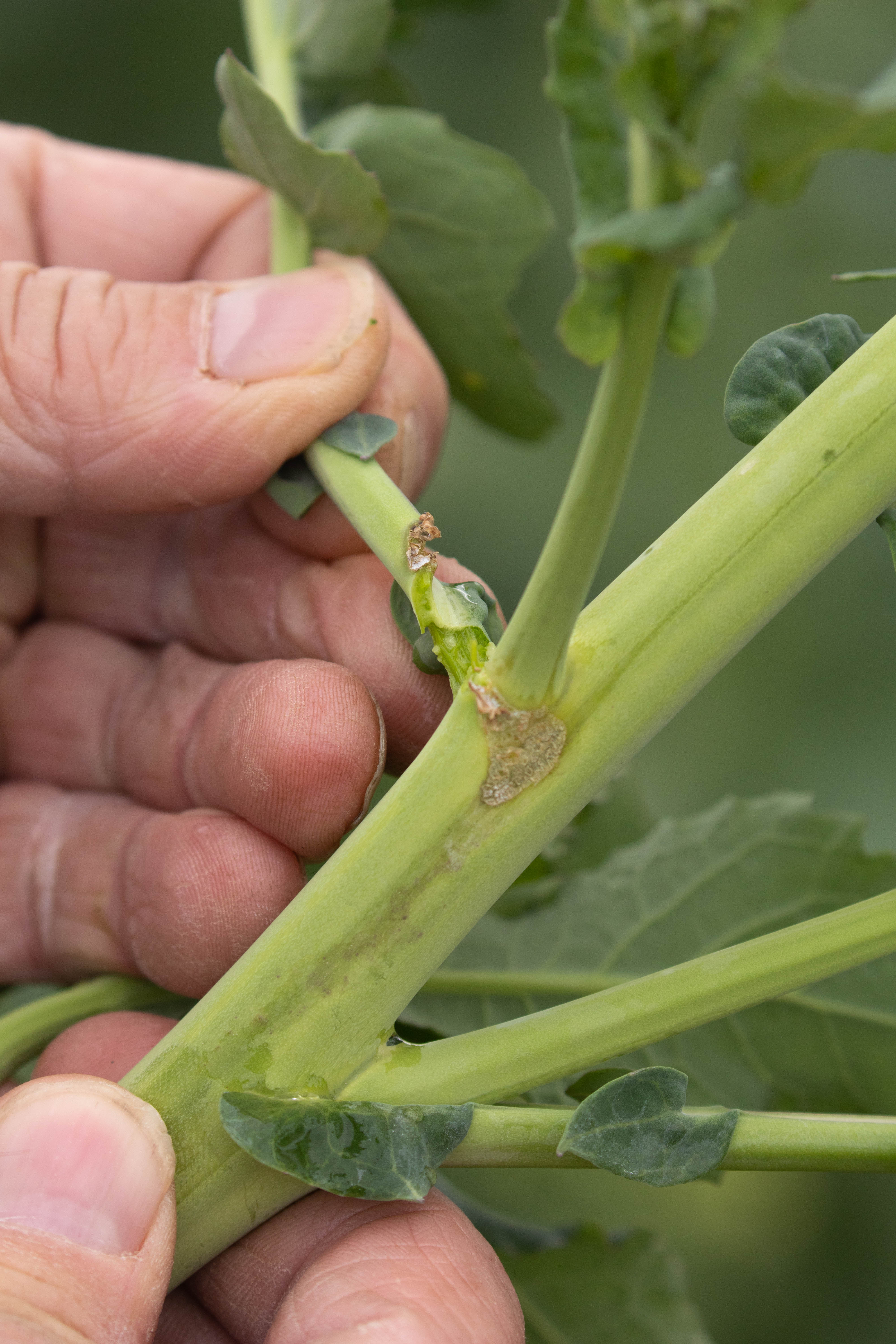 Outsmarting the beetle - Crop Production Magazine
