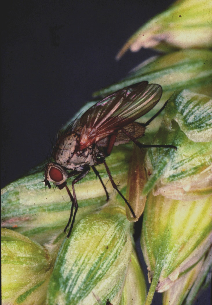 New tools for post-insecticide era - Crop Production Magazine