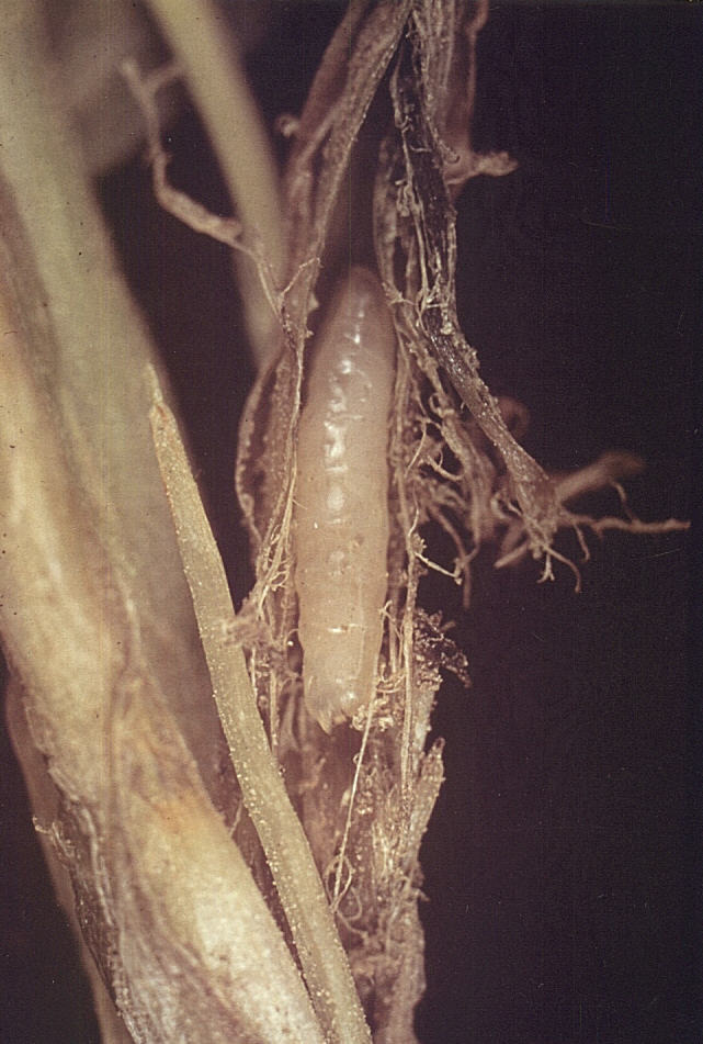 New tools for post-insecticide era - Crop Production Magazine