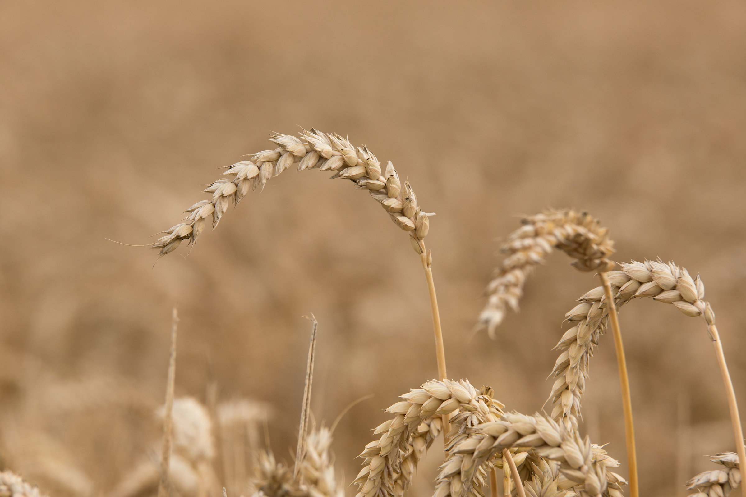 Precision Breeding Bill gains Royal Assent - Crop Production Magazine