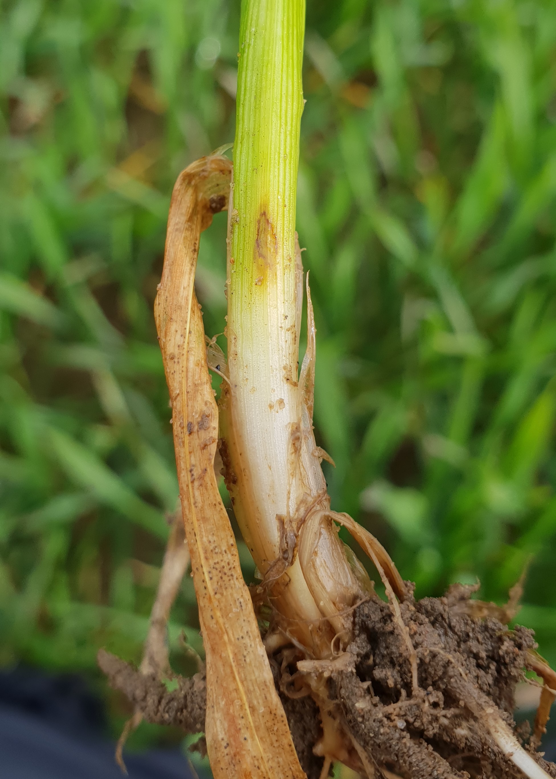 Disease control: Back to basics - Crop Production Magazine