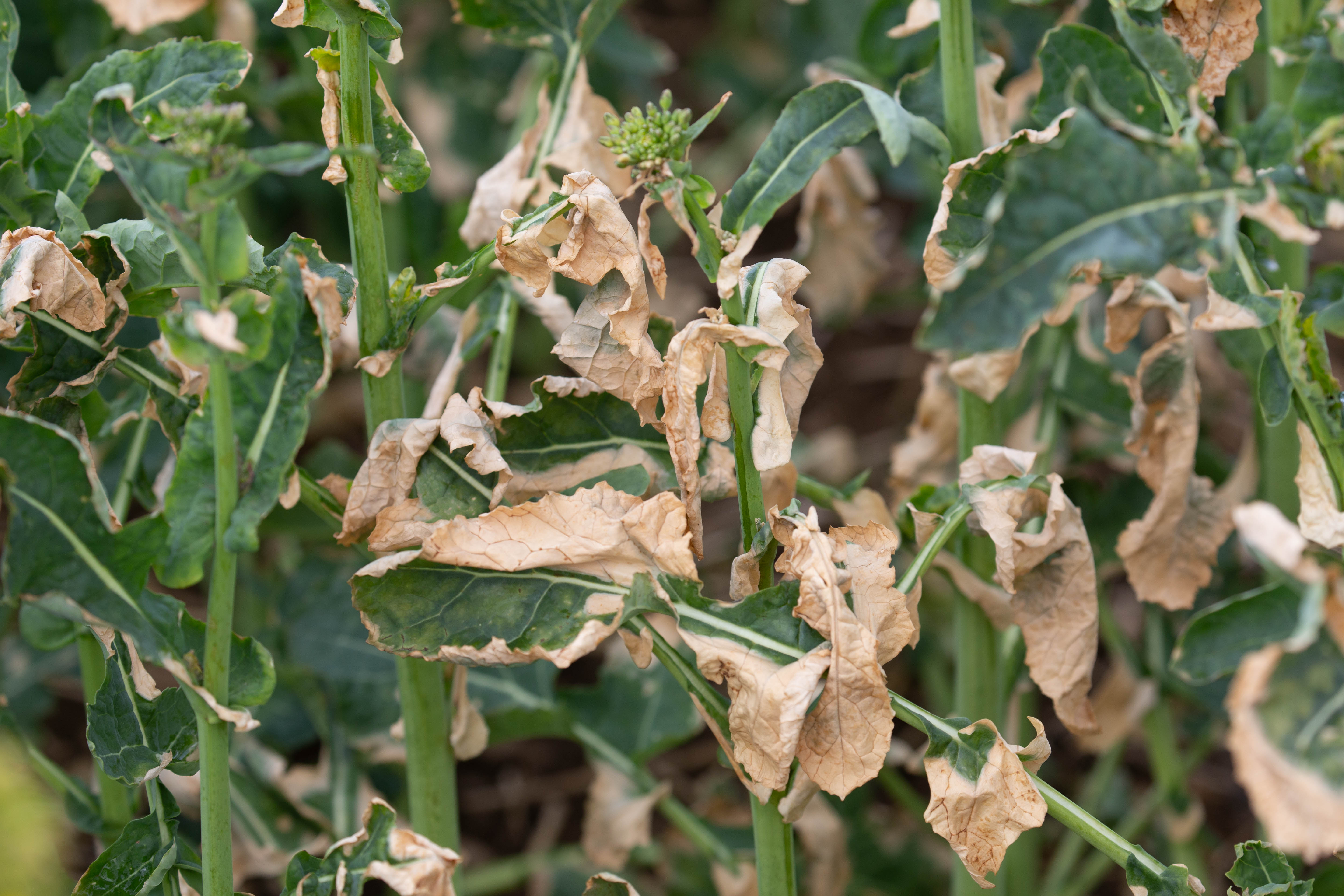 Wising up on foliar N - Crop Production Magazine