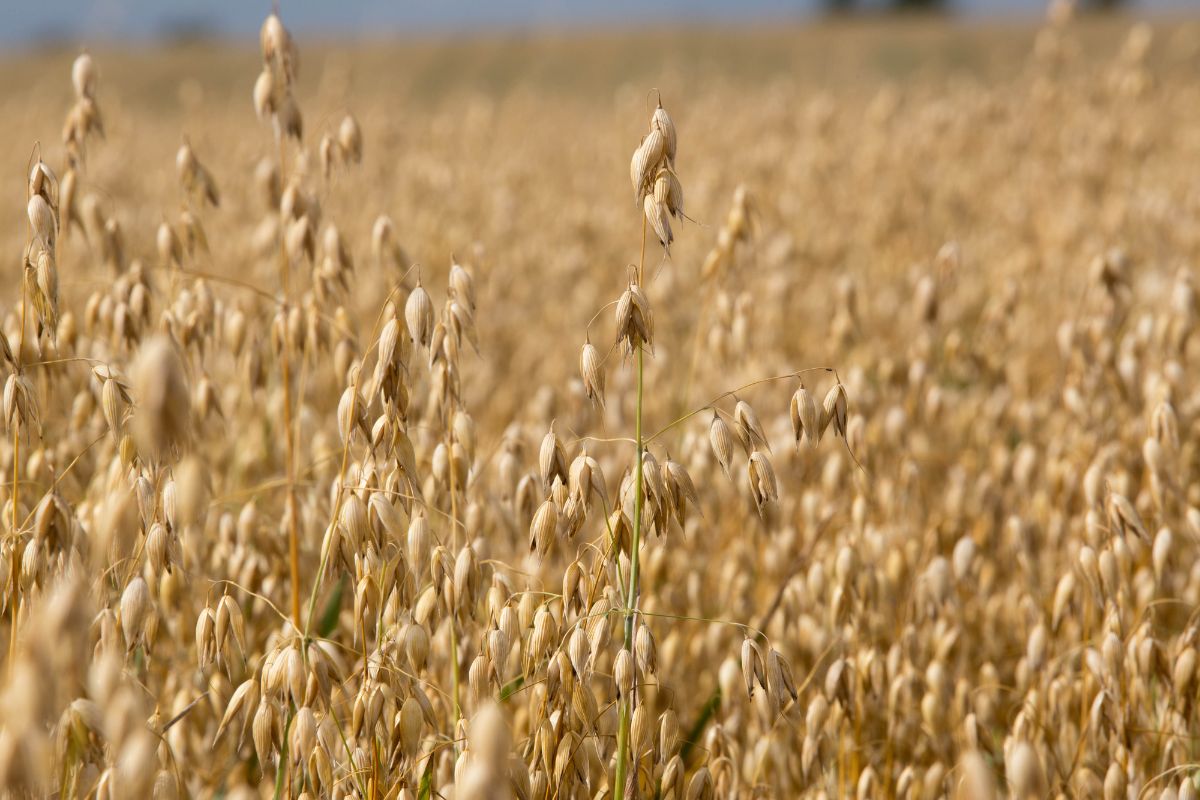 Managing hybrid rye - cpm magazine