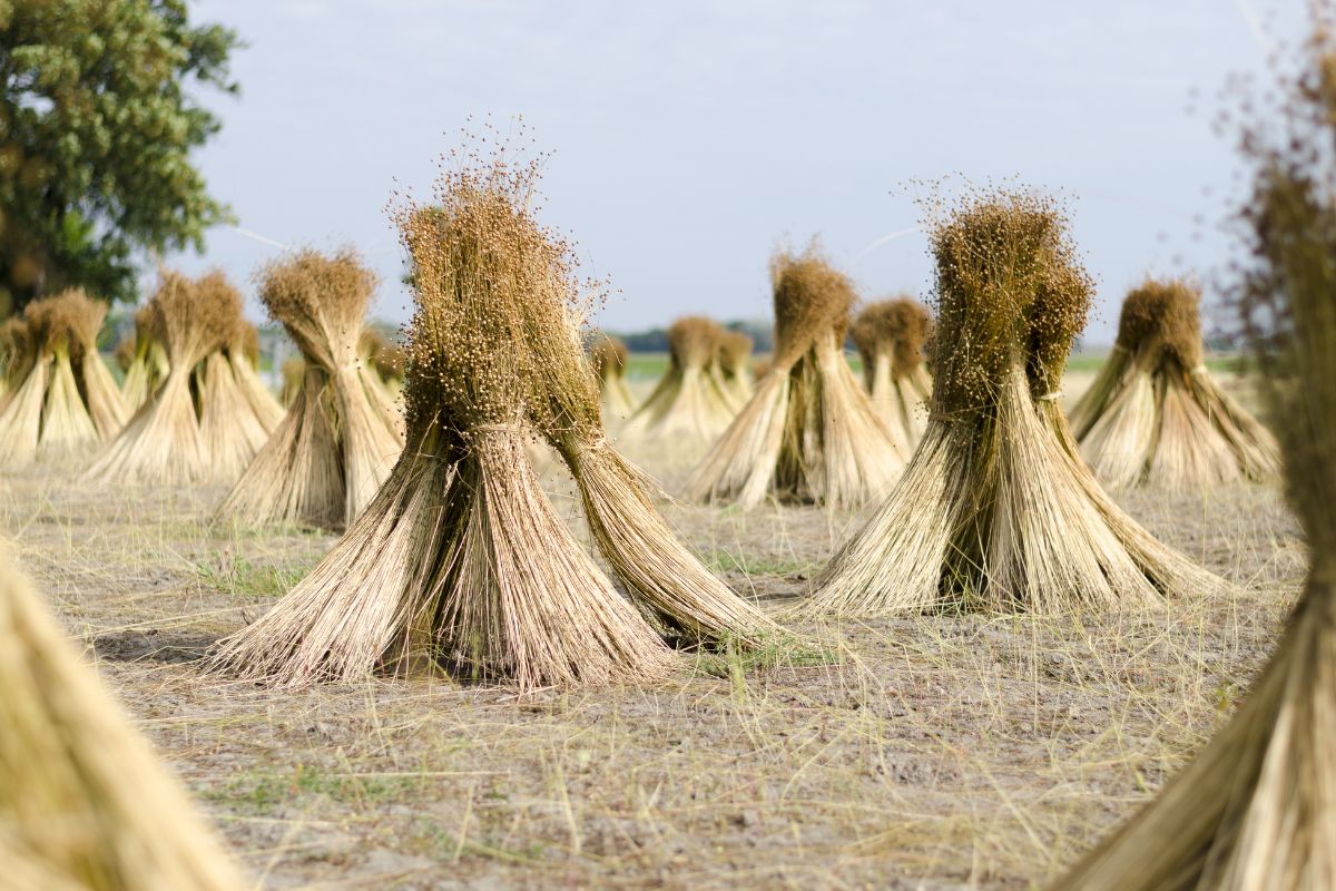 Sustainable Fibres: Farming for fashion? - Crop Production Magazine