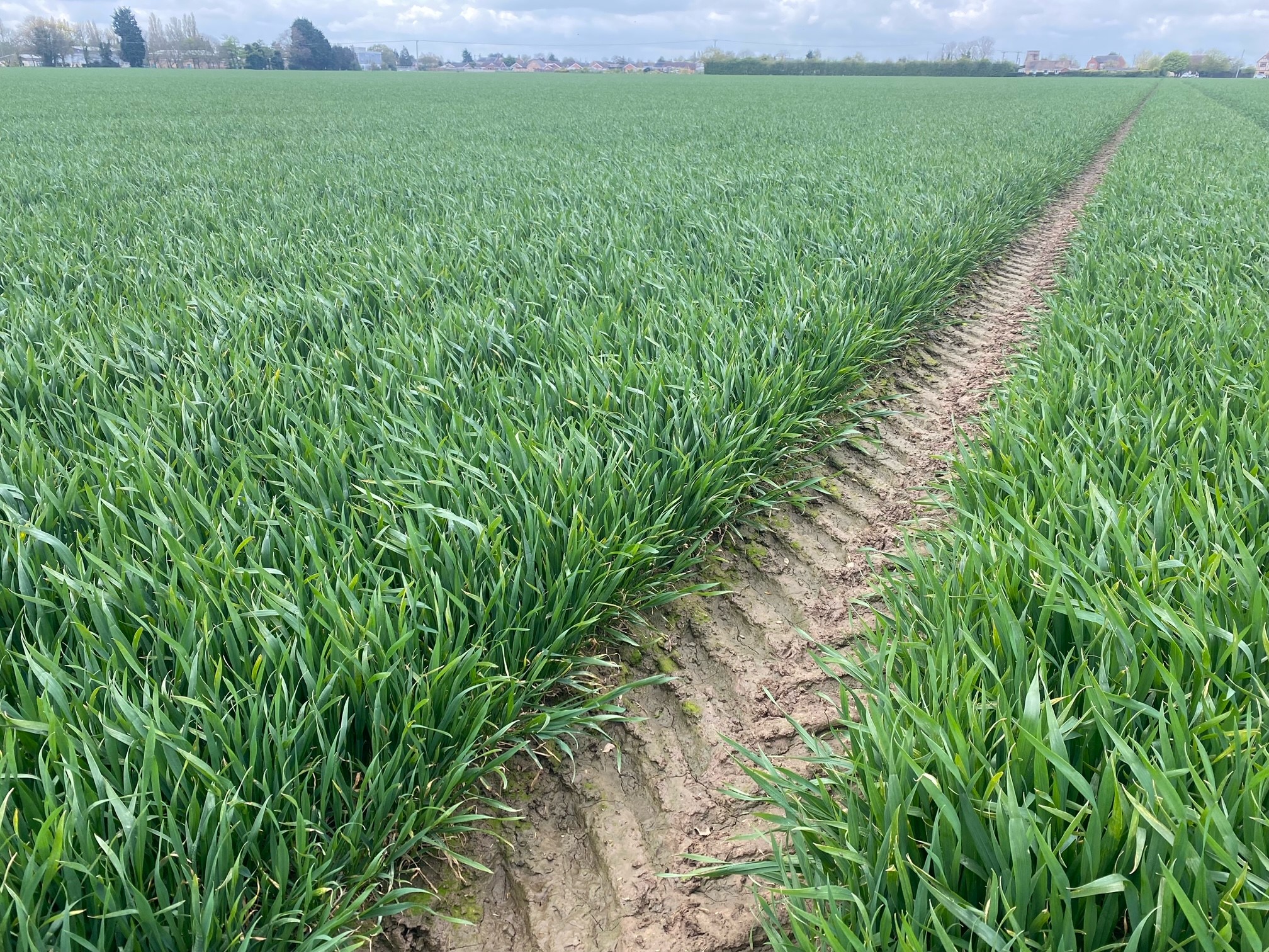 Insider’s View: Redwald takes the crown - Crop Production Magazine