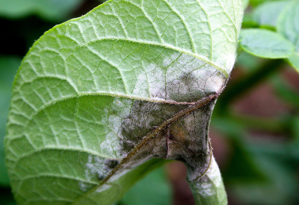 Pushing Performance: The crusade against blight - Crop Production Magazine