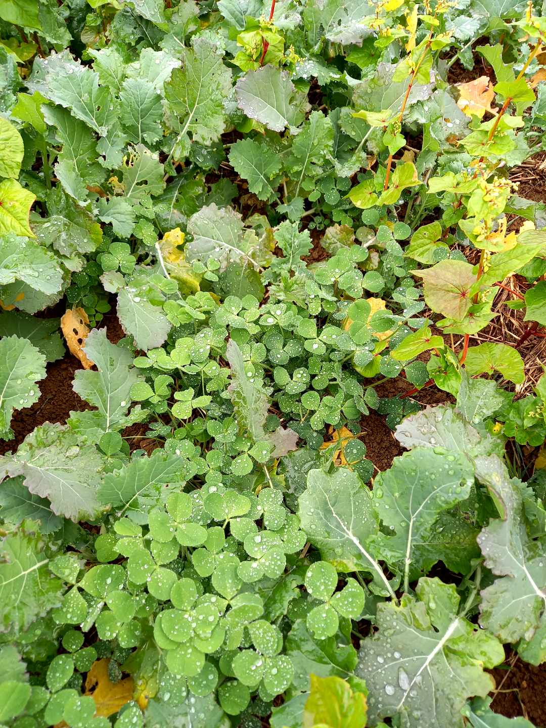 Working together: OSR – companion cropping - Crop Production Magazine