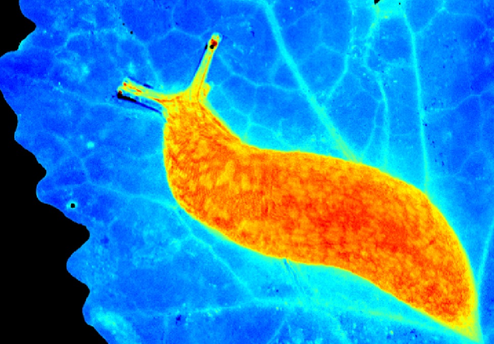 Slimers slug control project launched - Crop Production Magazine