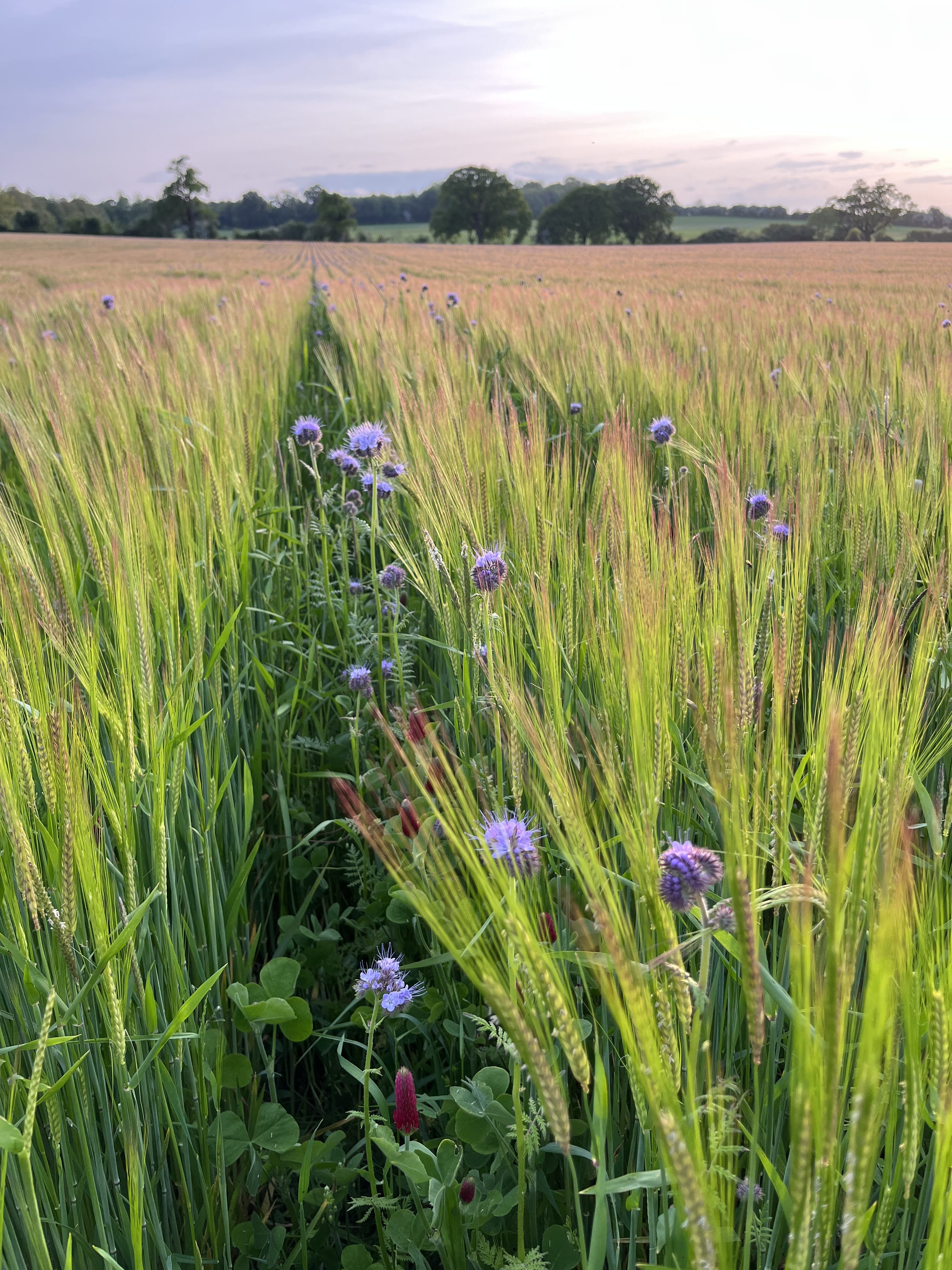 The Wildfarmed way - Crop Production Magazine