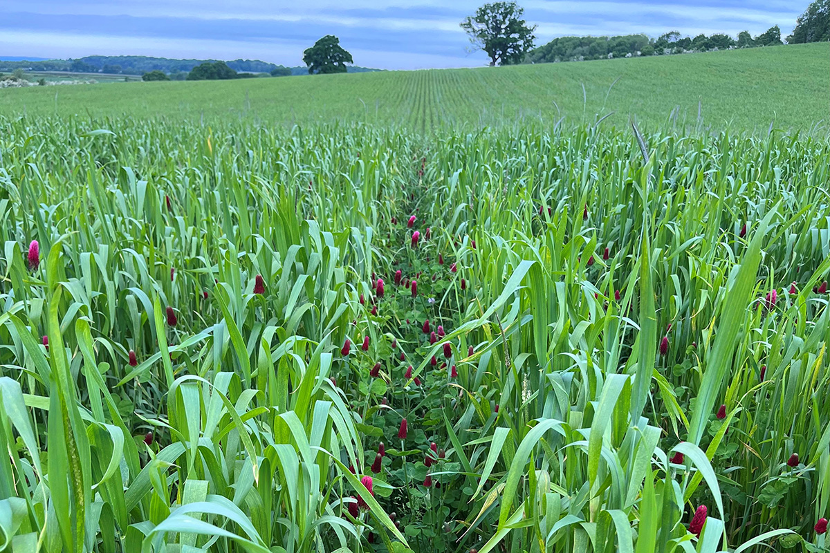 The Wildfarmed way - Crop Production Magazine