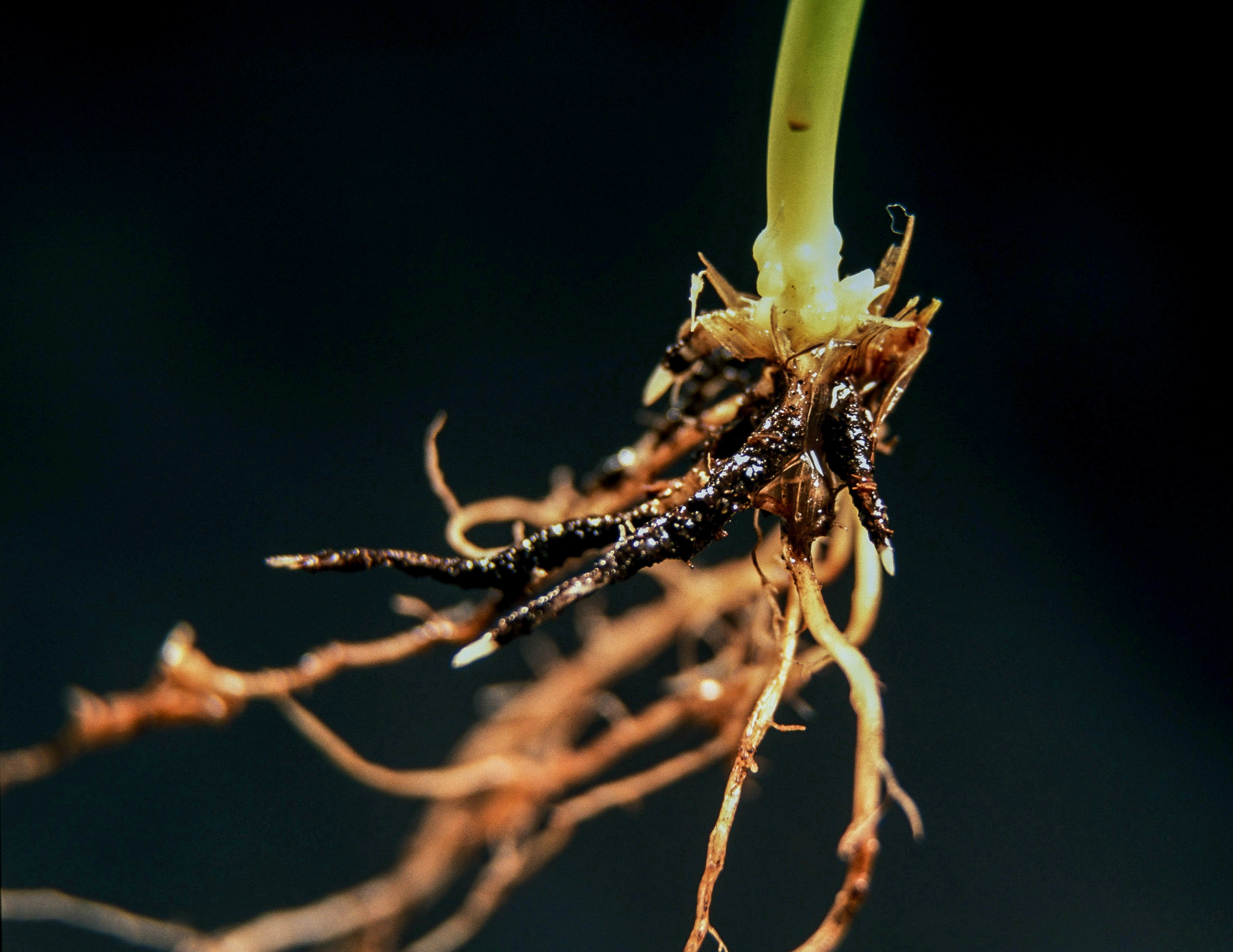 Seed treatments: Making the healthy roots, NUE connection - Crop ...
