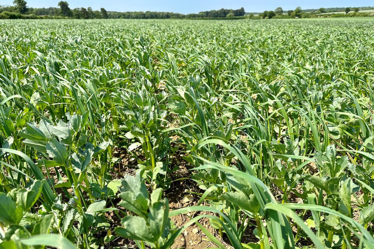 Sustainable farming with Rick Clark, US regen farmer - cpm magazine