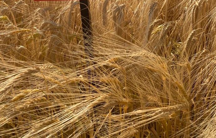 Limagrain varieties top the RL - Crop Production Magazine