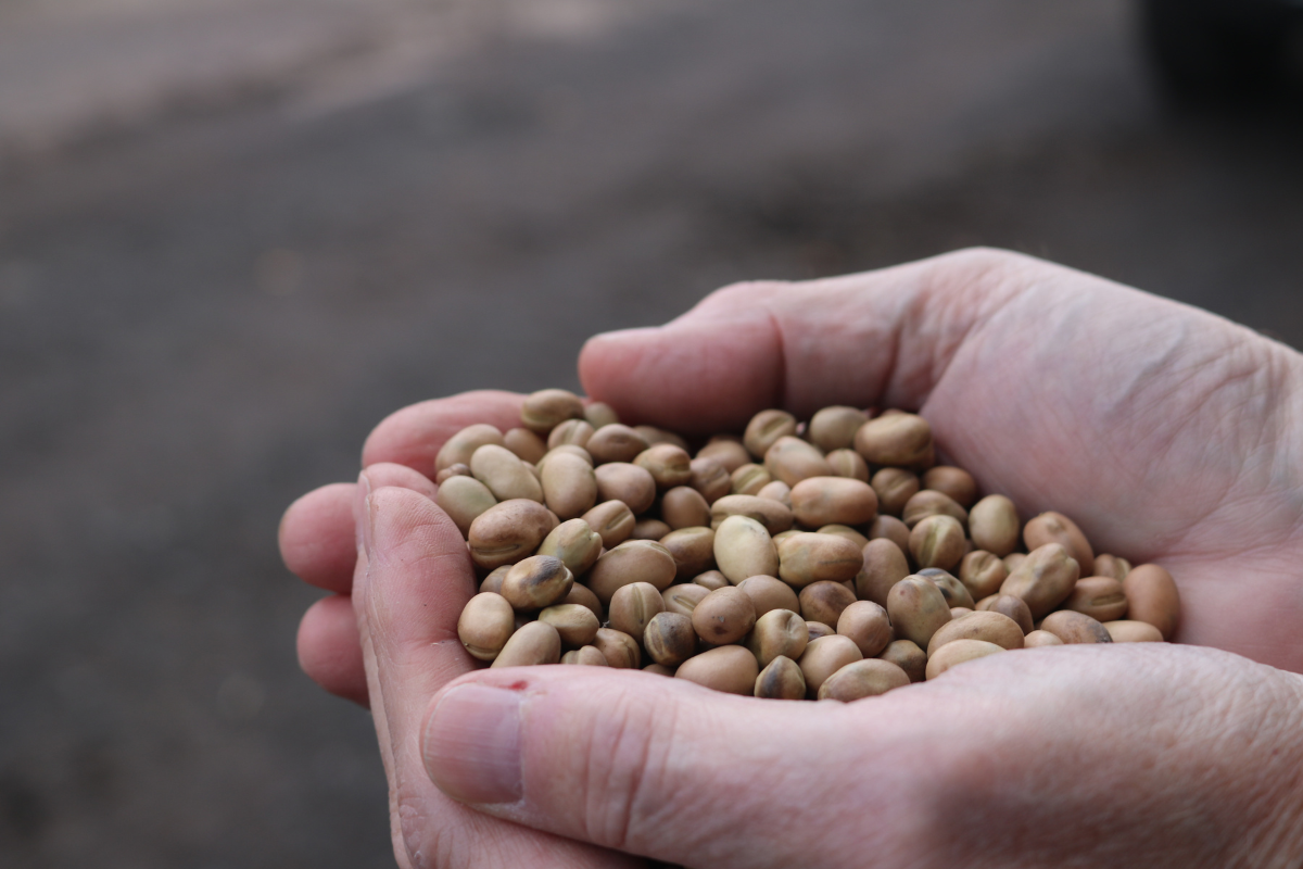 Pulse Progress: The quest for home-grown protein - Crop Production Magazine