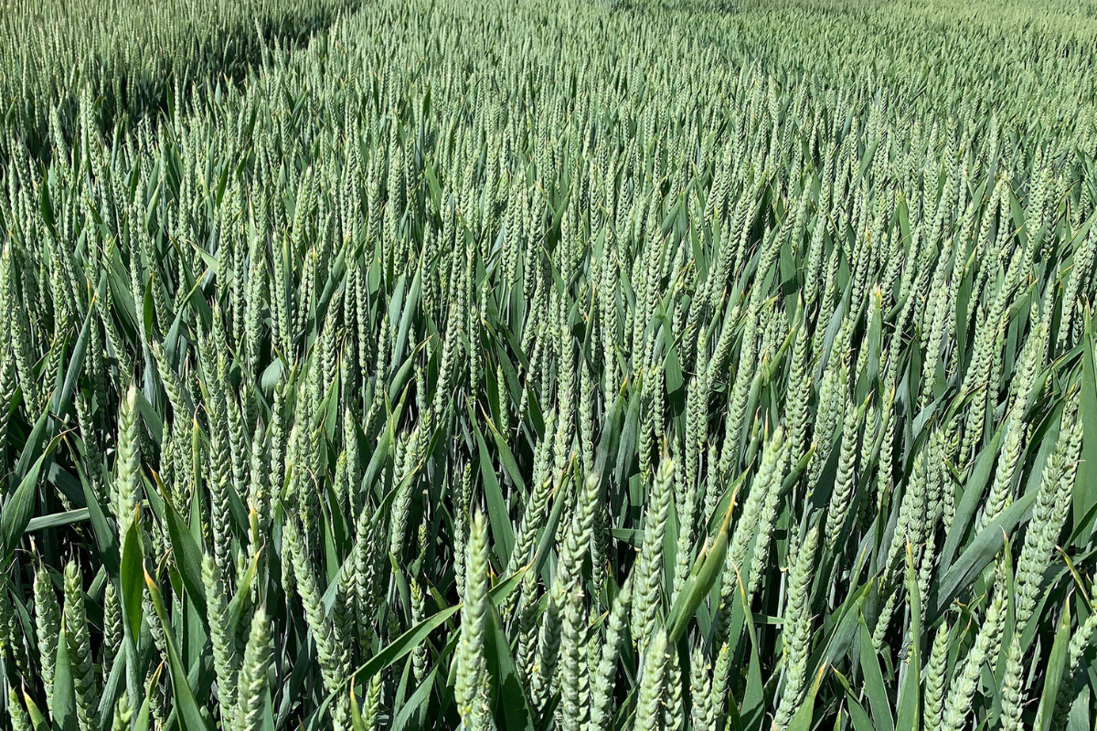 AHDB Recommended List: Ring the changes - Crop Production Magazine