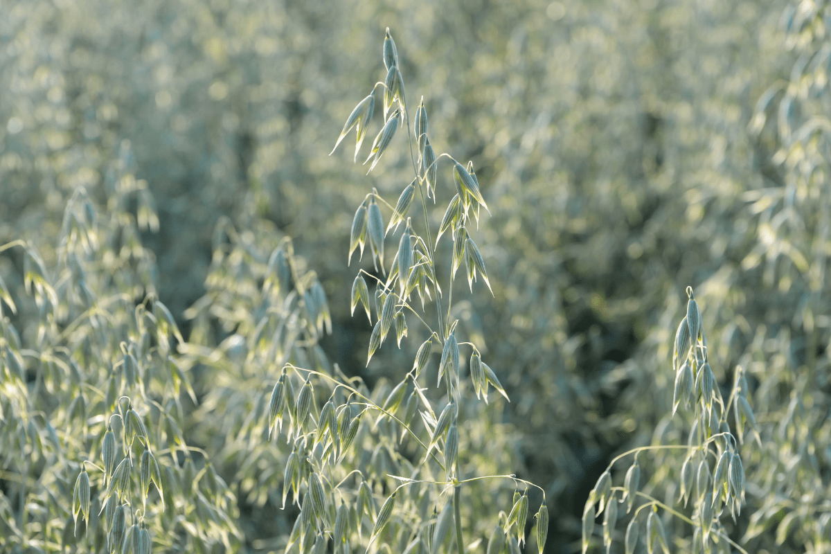 Spring cropping: Spring saviours? - Crop Production Magazine