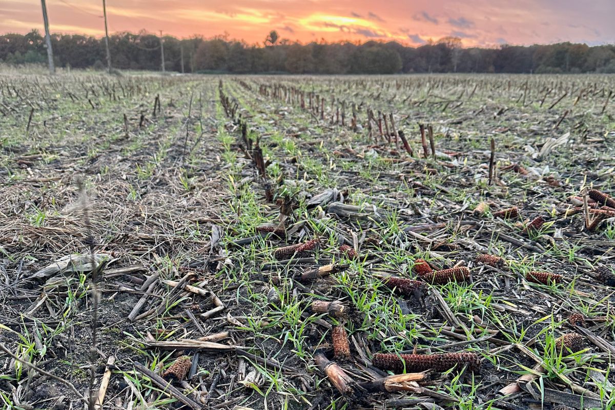 Meeting Frédéric Thomas: Ecosystem farming - Crop Production Magazine