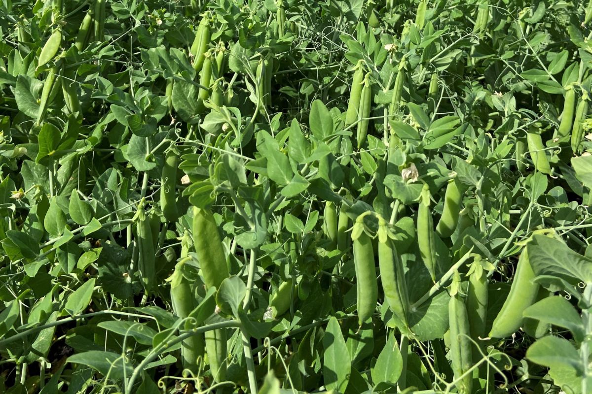 Pulse Progress: Putting the ‘pea’ in predictions - Crop Production Magazine