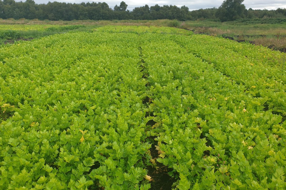 Paludiculture: Wetter farming - Crop Production Magazine