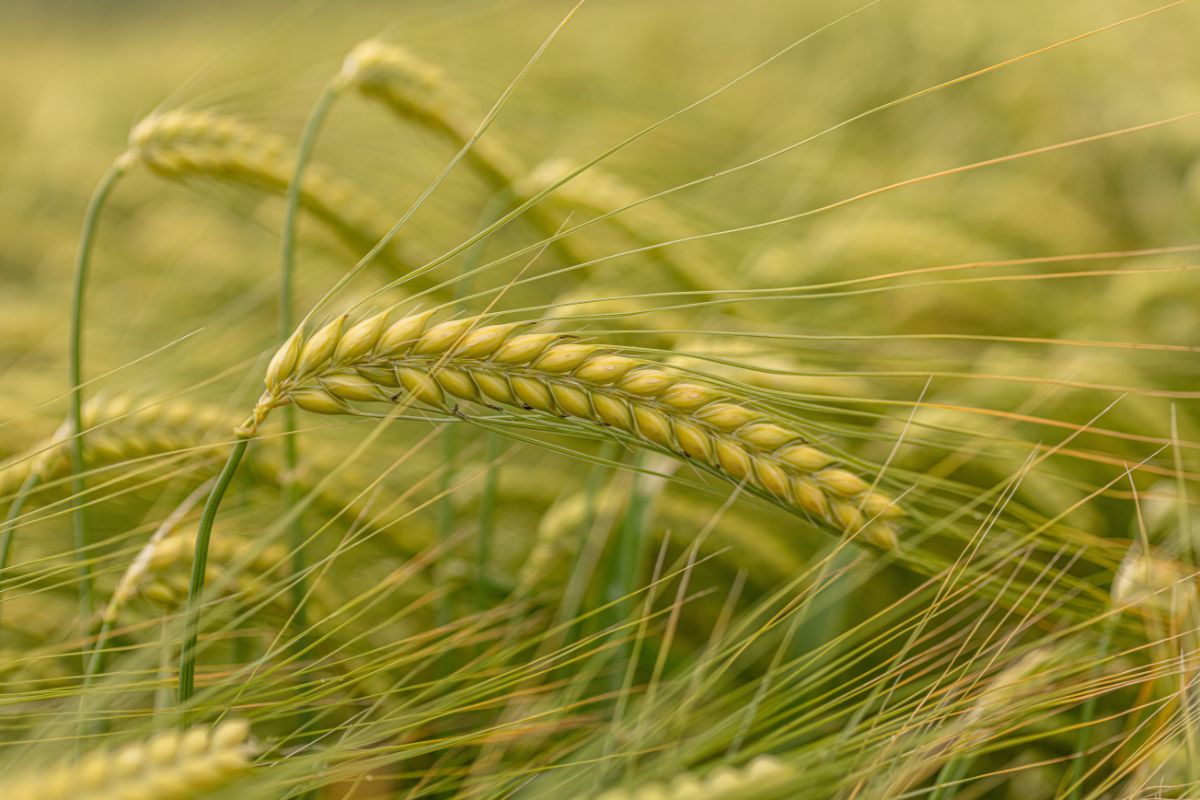 Spring barley: Ready for a shake-up - Crop Production Magazine