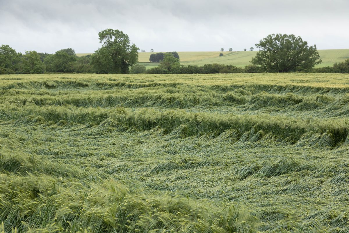 Spring agronomy: Looking out for lodging - Crop Production Magazine