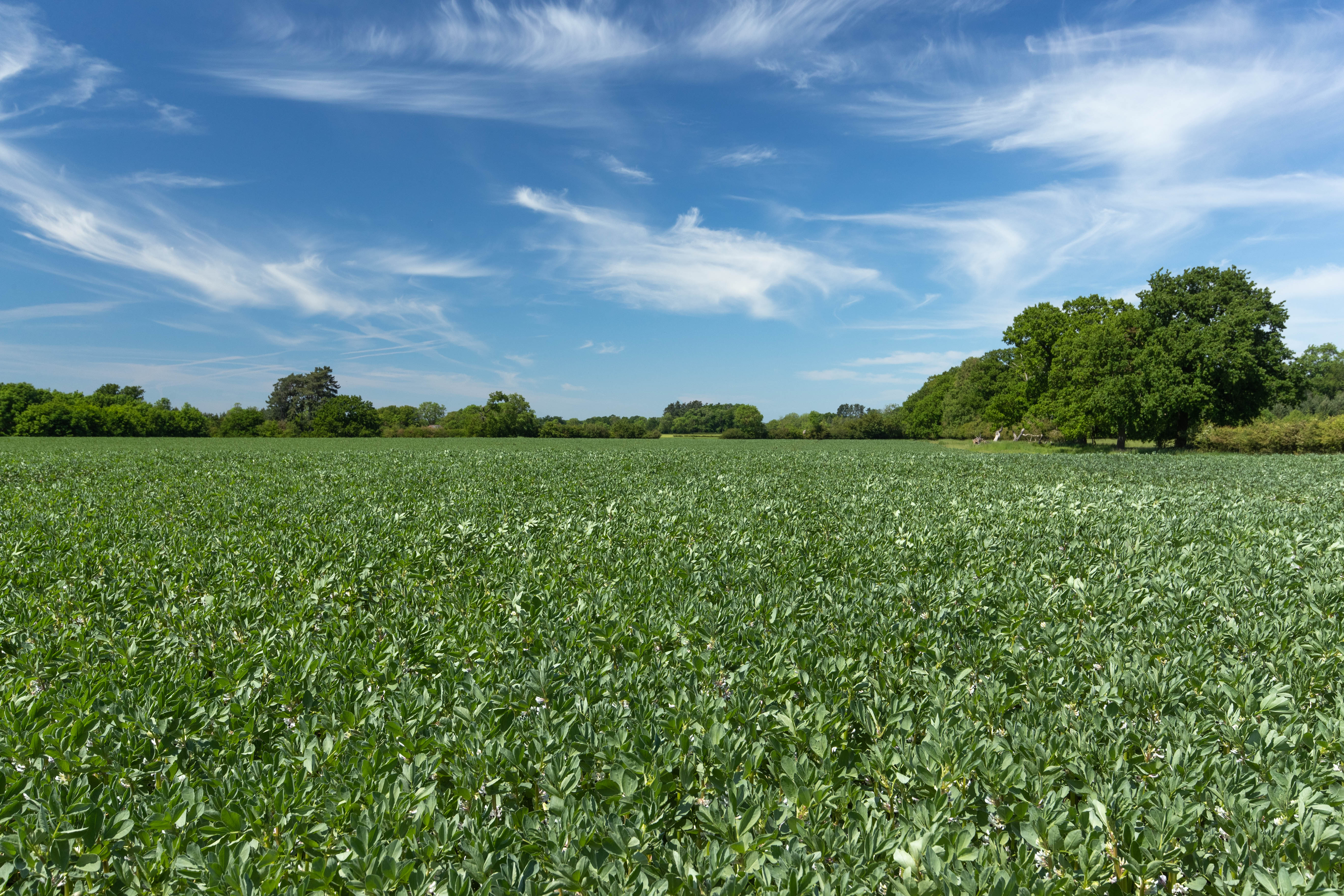 Pea and bean field day - Crop Production Magazine