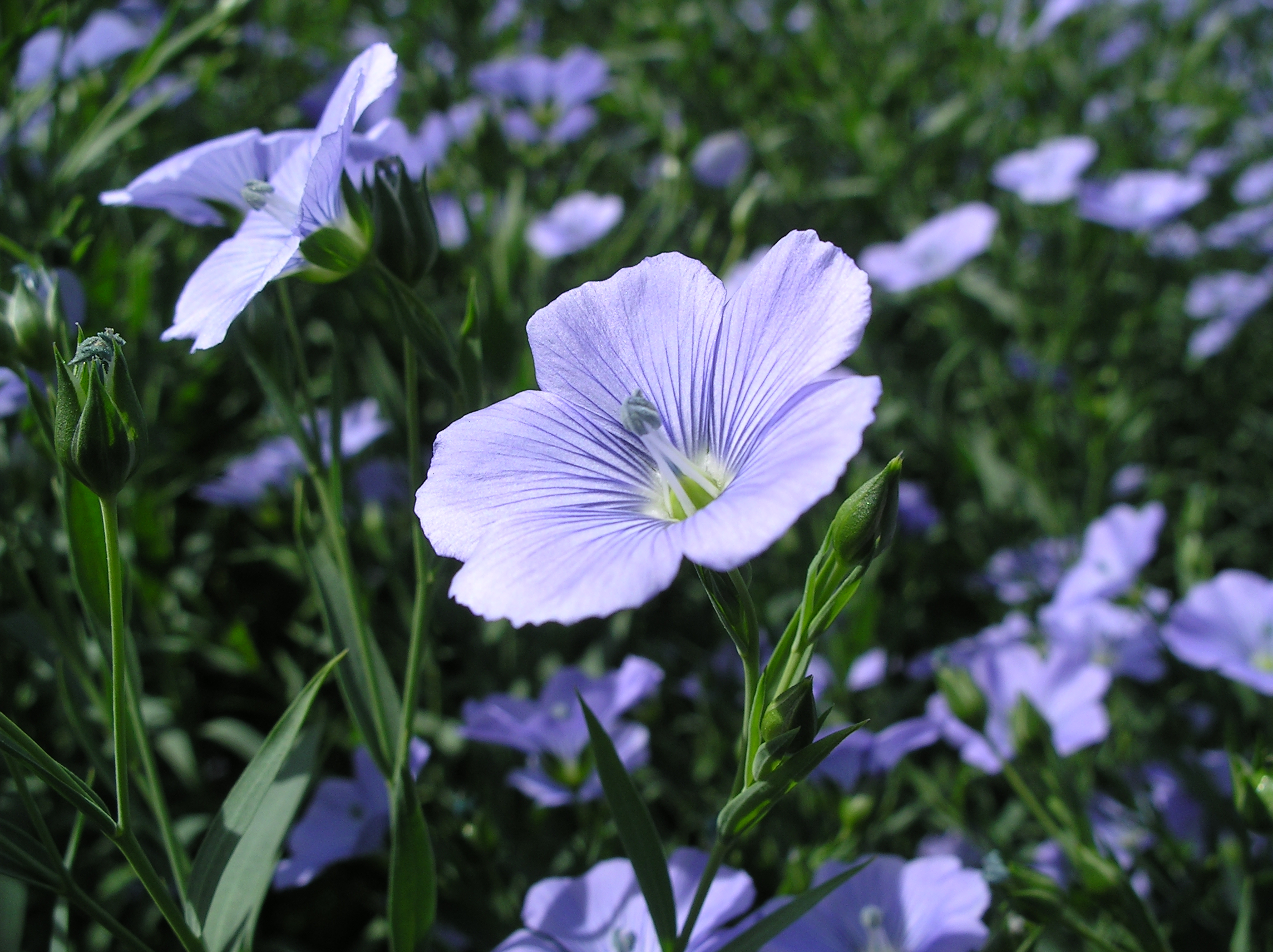 YEN launched for linseed growers - Crop Production Magazine