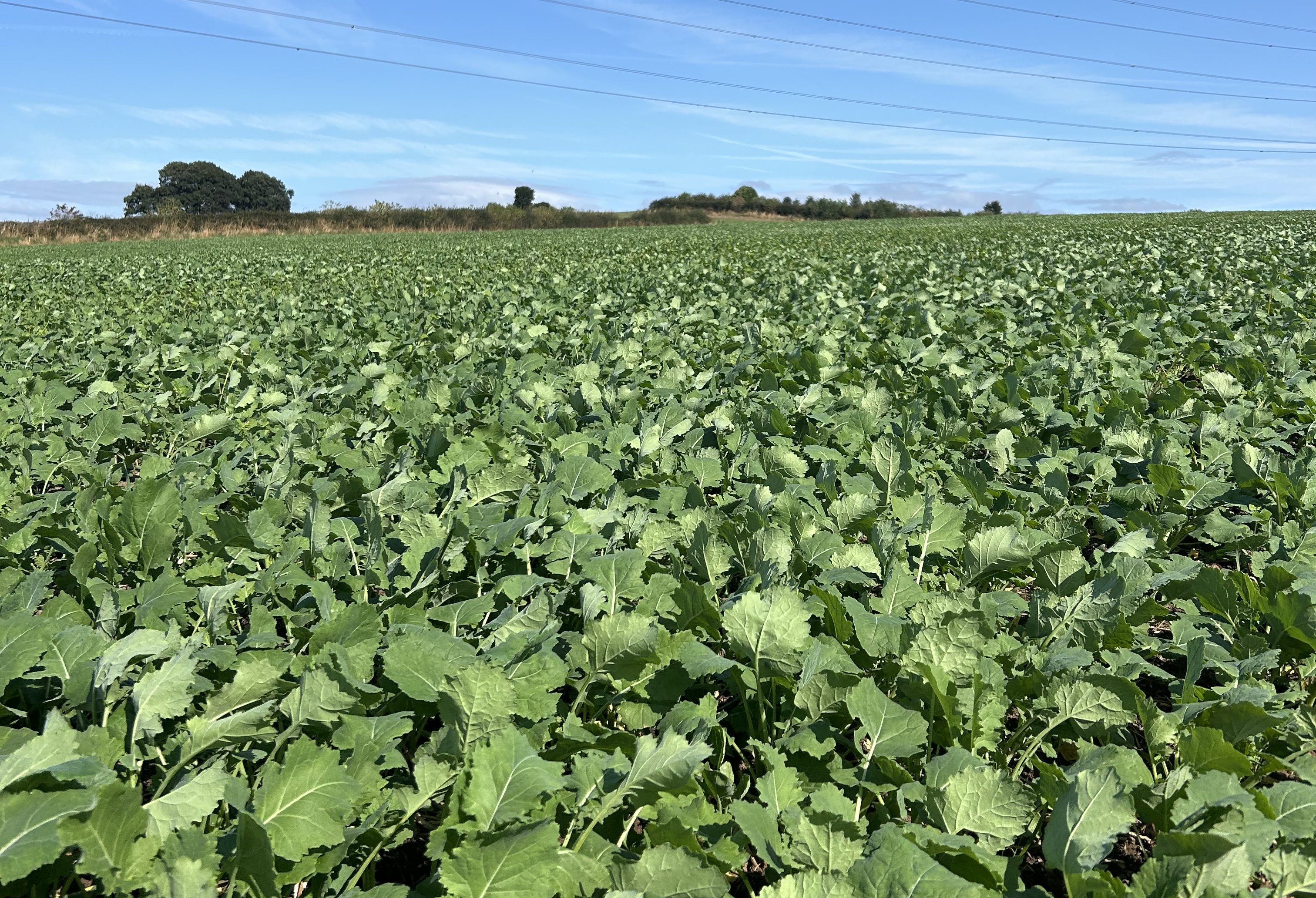 Plant resilience with silicon - Crop Production Magazine
