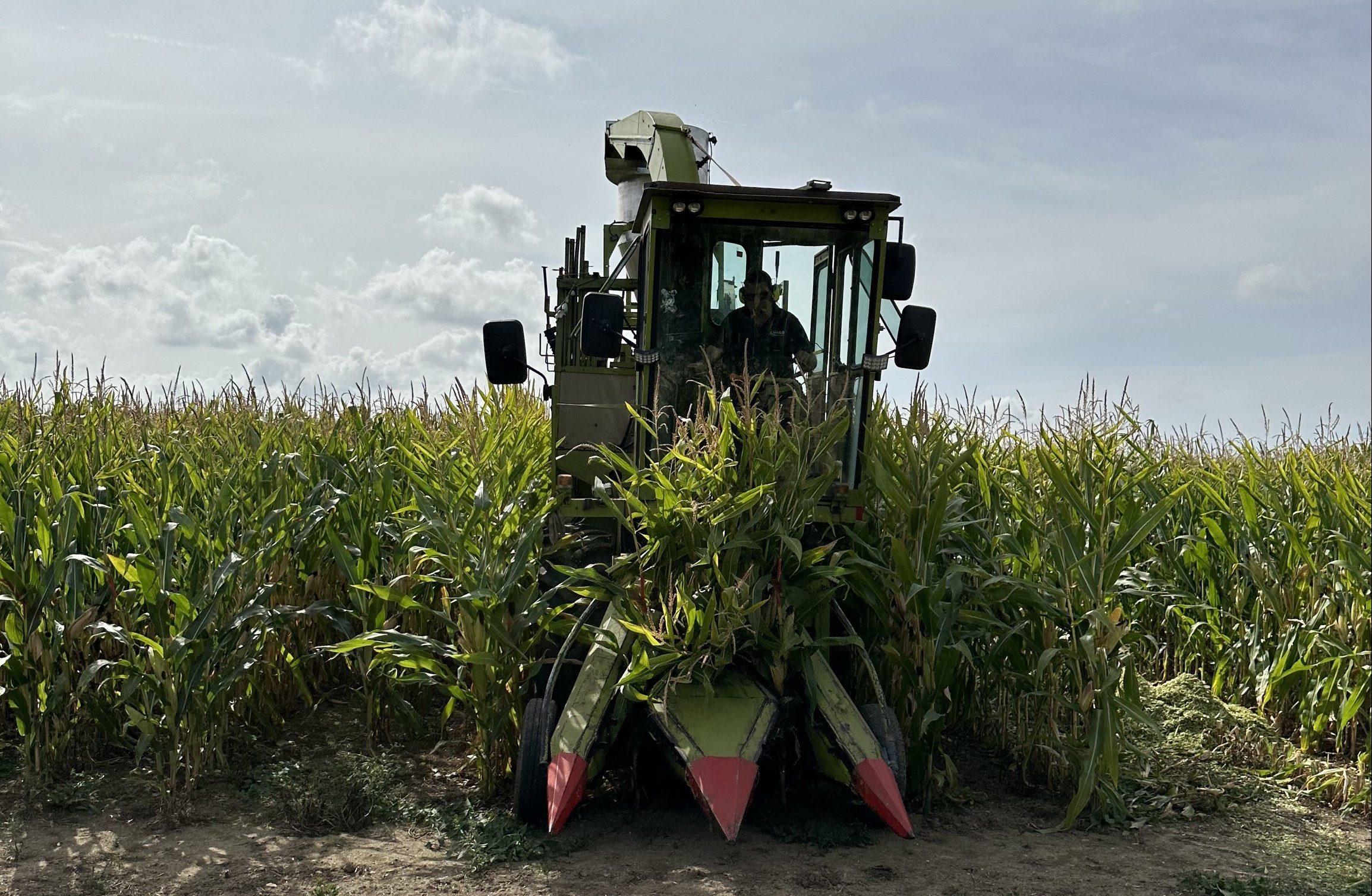 Forage maize DLs update - Crop Production Magazine