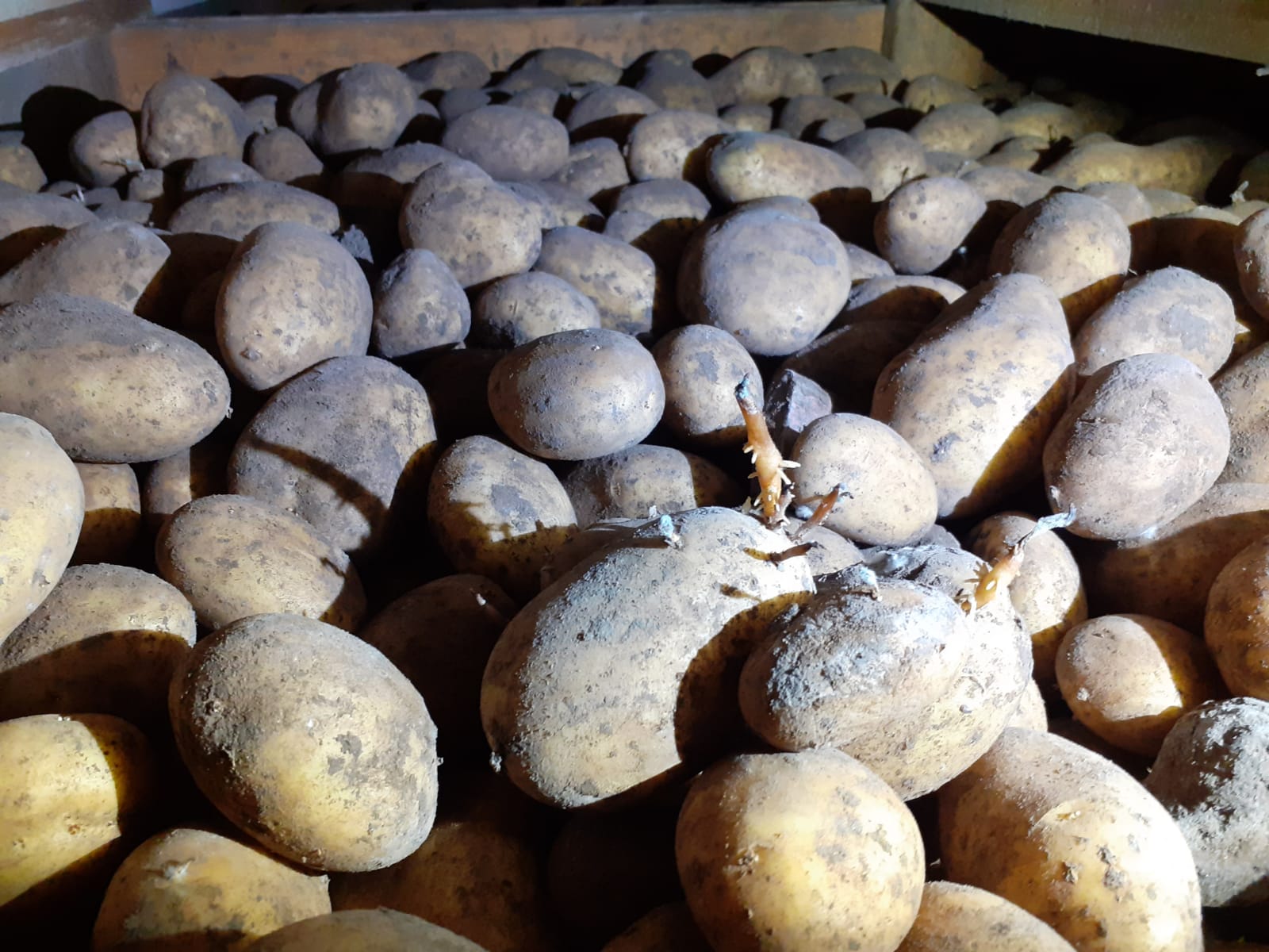 Free potato store fogging treatments - Crop Production Magazine