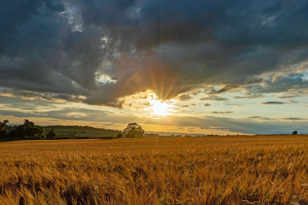 Theory to field: Balancing nutrient management priorities - Crop ...