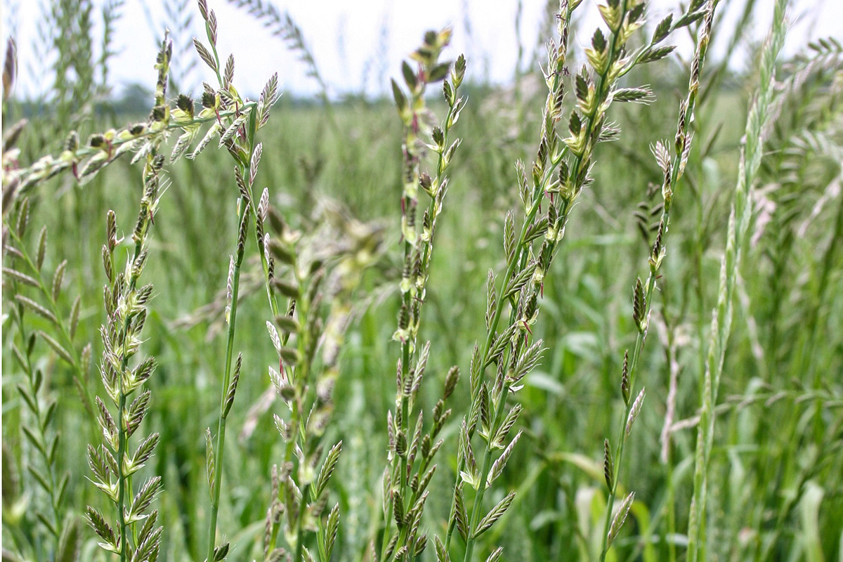 Resistant ryegrass: A chink in glyphosate’s armour - Crop Production ...