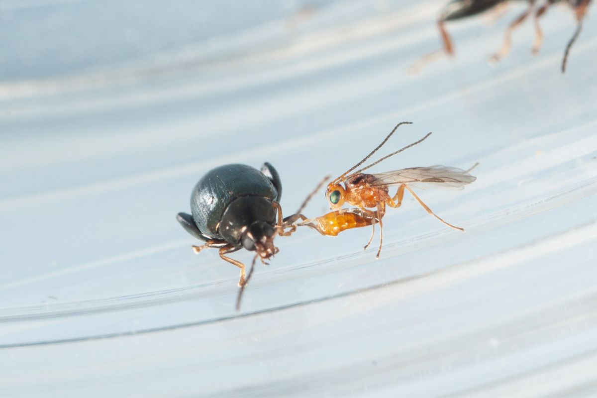 Parasitoid Wasps A Positive Sting In The Tail Crop Production Magazine