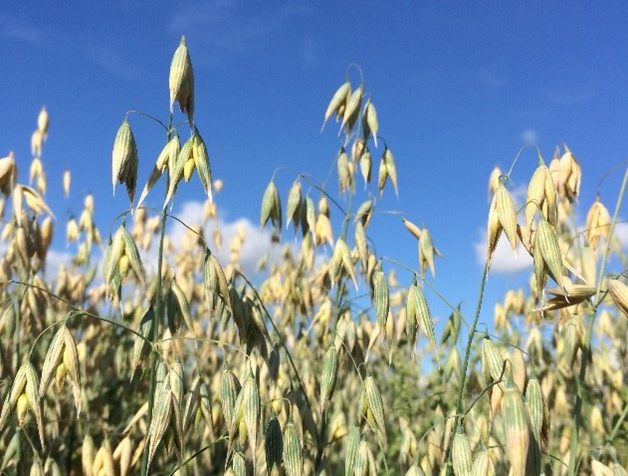 Project to identify optimum oat varieties - Crop Production Magazine