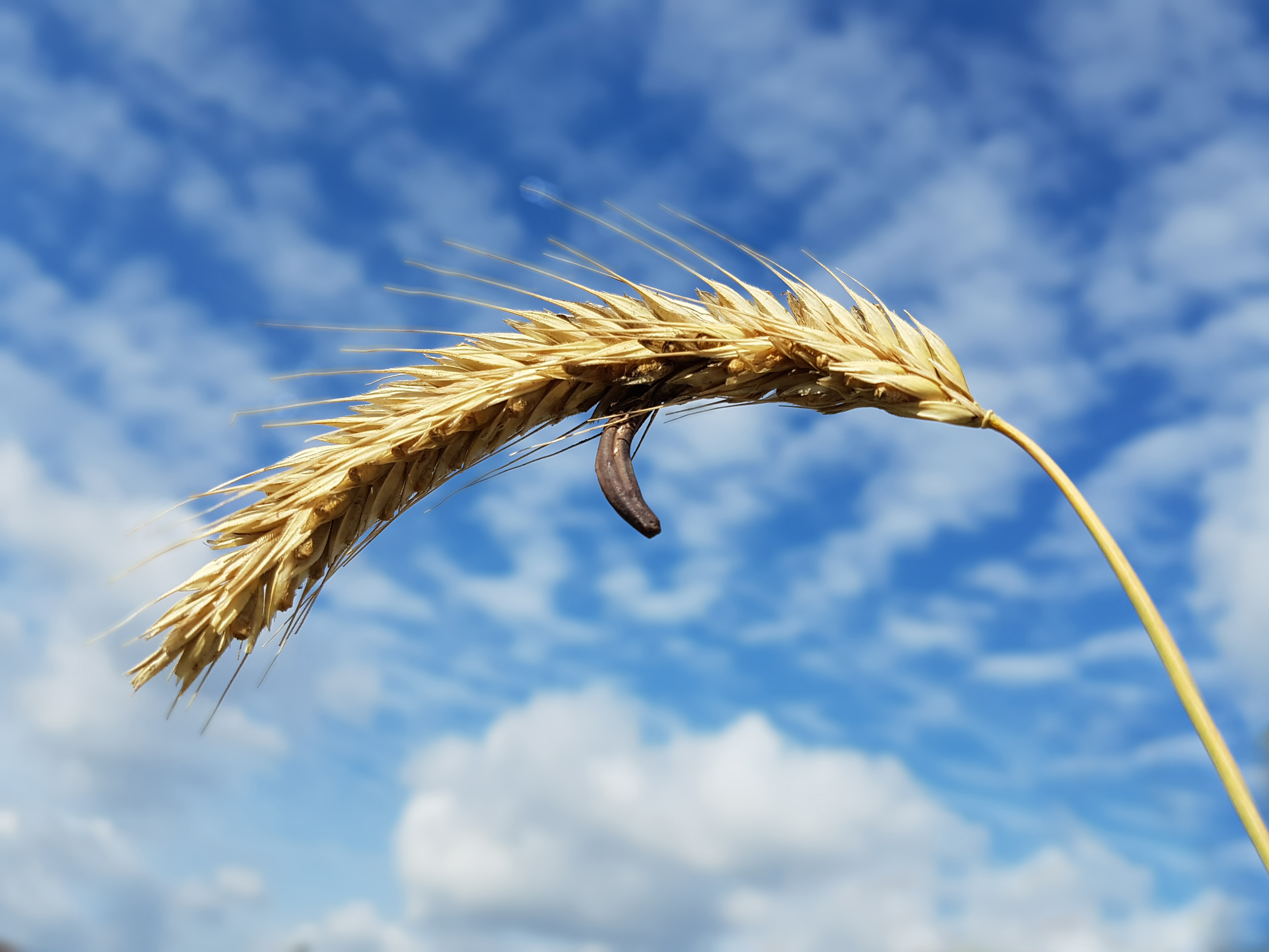 Ergot: the problem growers can’t afford to ignore - Crop Production ...