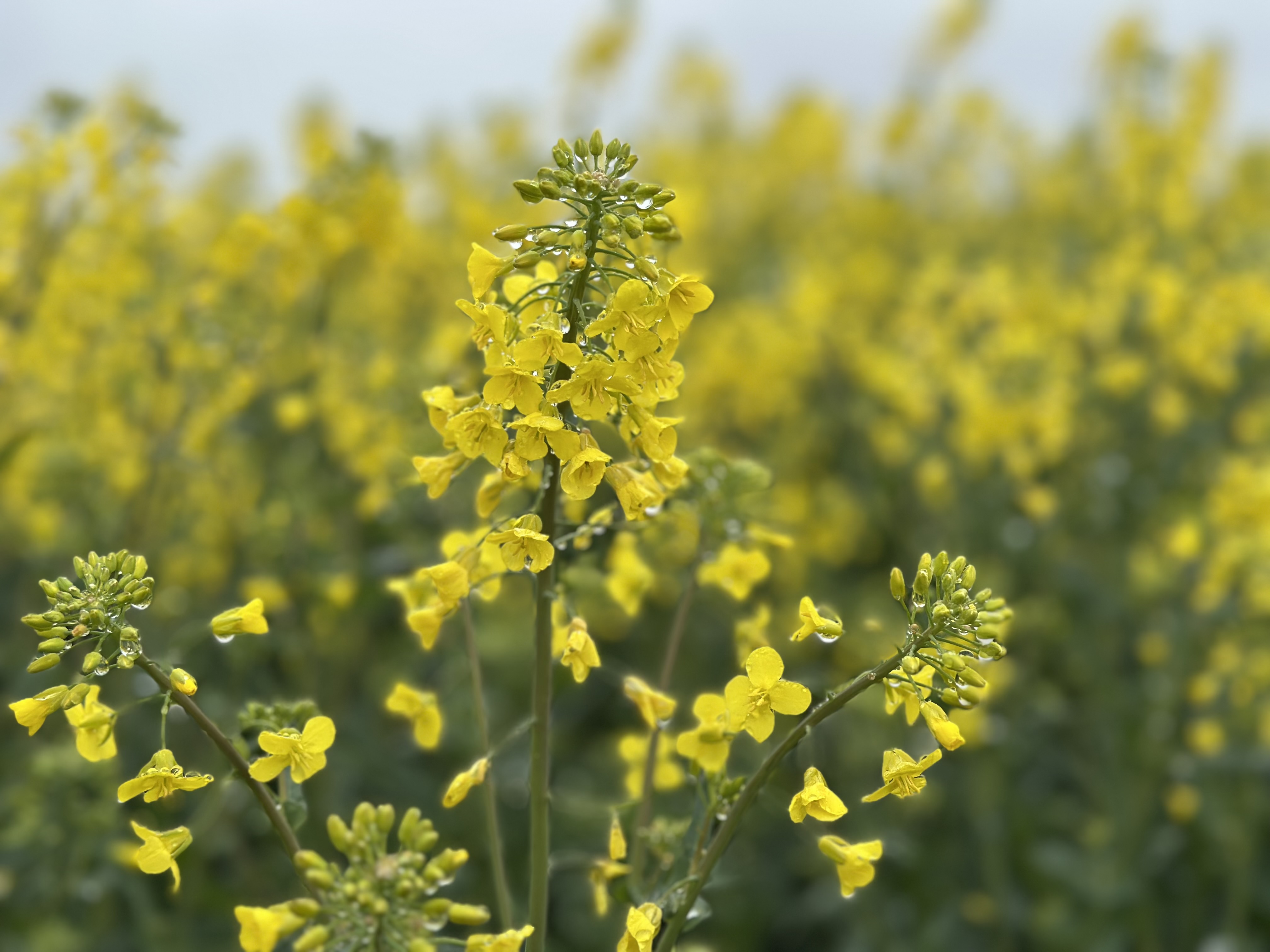 A yellow light at the end of the break crop tunnel? - Crop Production Magazine