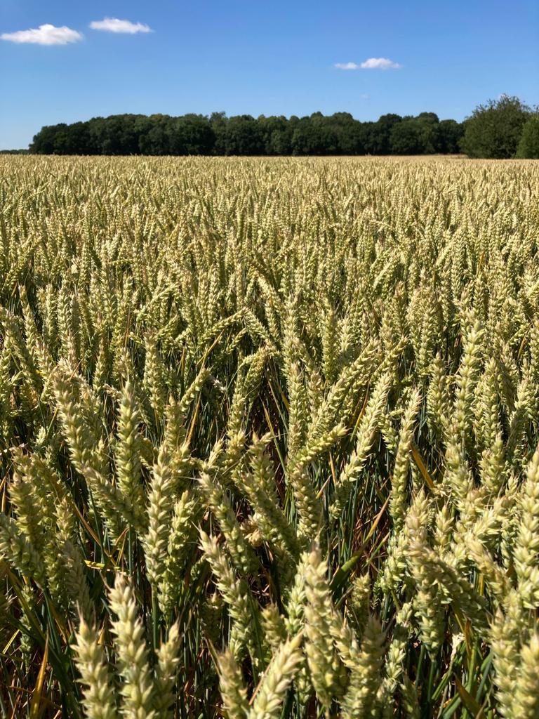 breeding project Archives - Crop Production Magazine