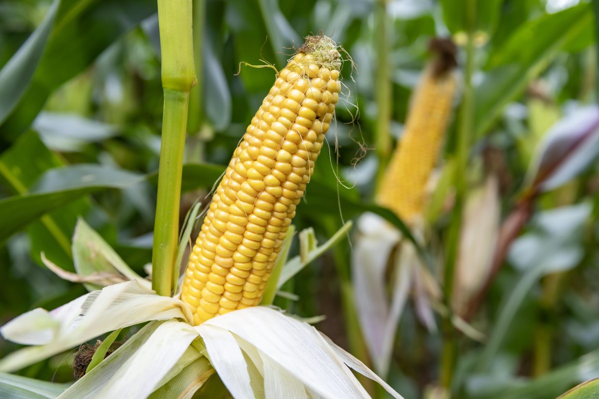 Maximising maize: unlocking potential for AD and grain markets - Crop ...