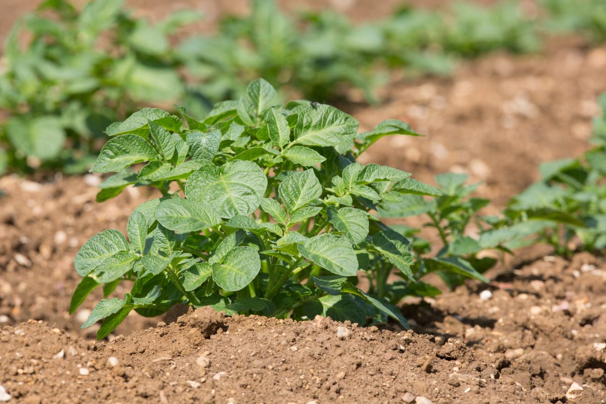 Honing in on potato heritage - Crop Production Magazine