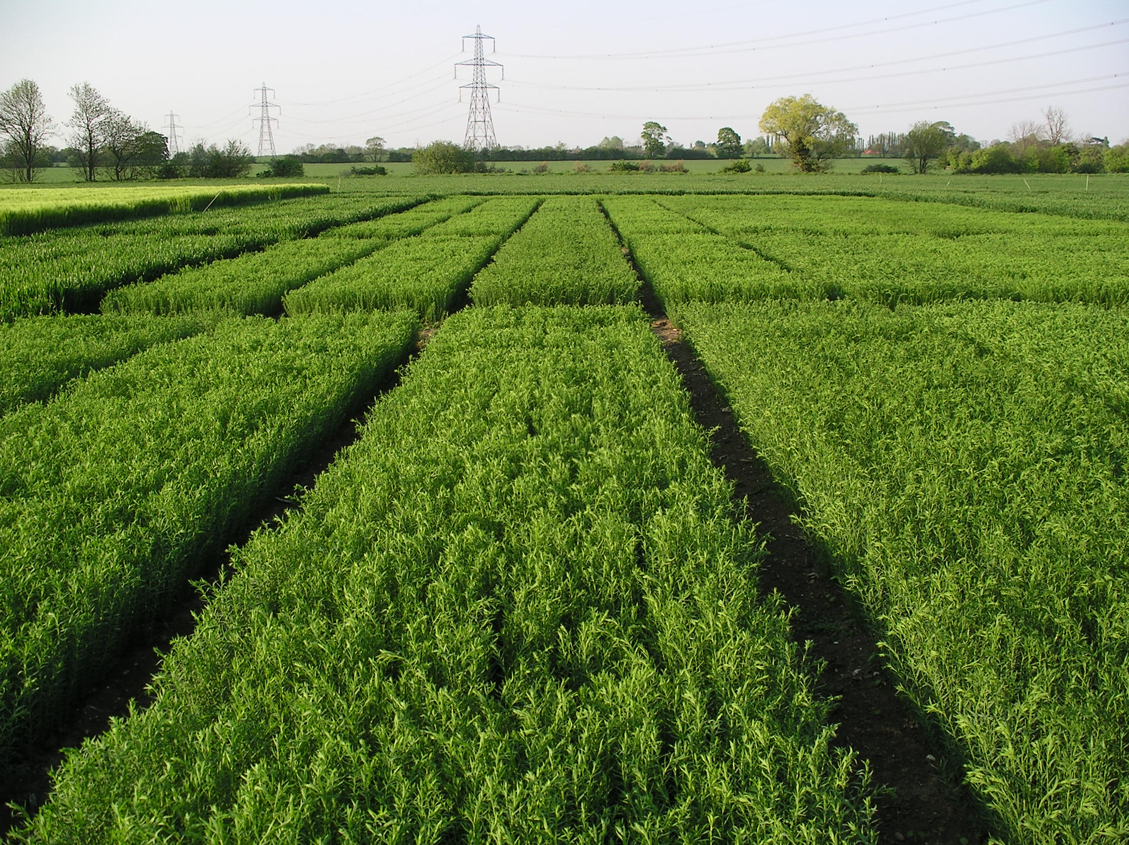 Record value spring grower contracts announced - Crop Production Magazine