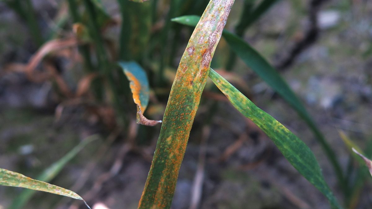 What does the yellow rust population change mean for T0s? - Crop ...