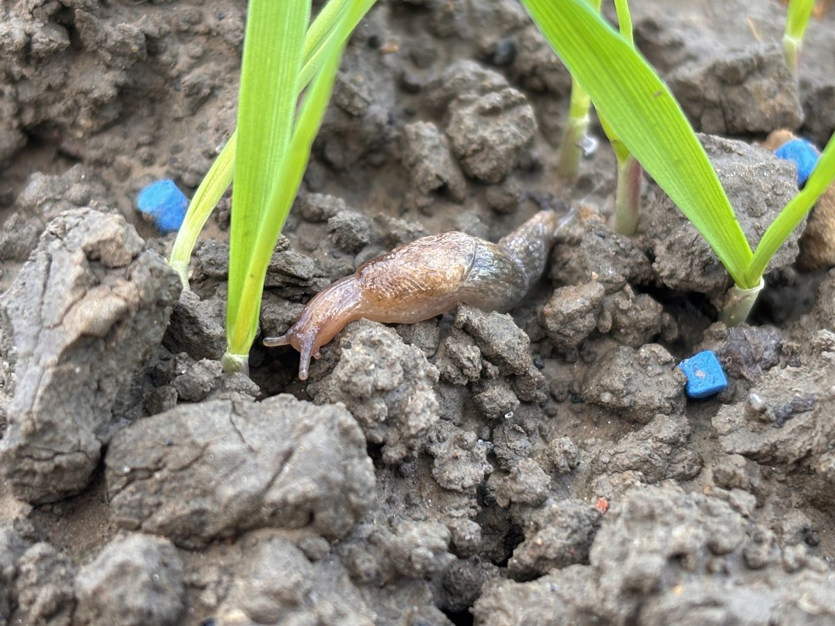 Tackling the tentacled pest - Crop Production Magazine